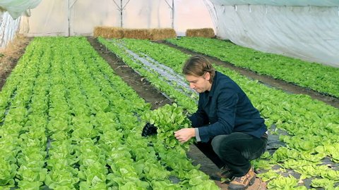 Organic Farmer Holding Tray Seedlings Greenhouse 库存影片视频（100% 免版税 ...