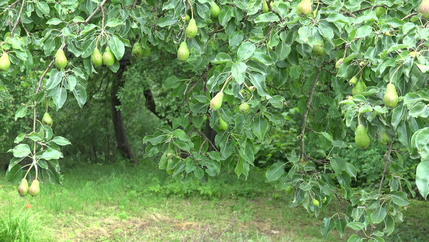 Pear Tree Branch Full of Stock Footage Video (100% Royalty-free ...