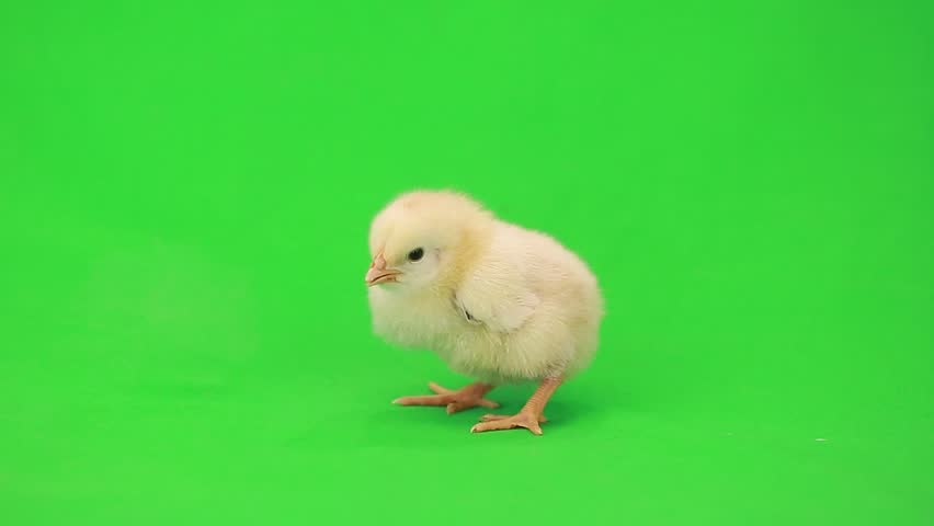 Little Chicken On the Green 스톡 동영상 비디오(100% 로열티 프리) 17122705 | Shutterstock