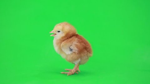 2,464 Green screen chicken Stock Video Footage - 4K and HD Video Clips ...