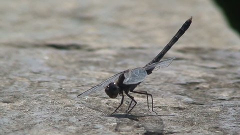 Dragonflies Some Fastest Insects World Stock Footage Video (100% ...