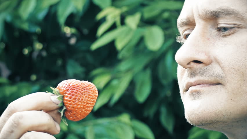 man tasting strawberry garden while gathering Stock Footage Video (100% ...