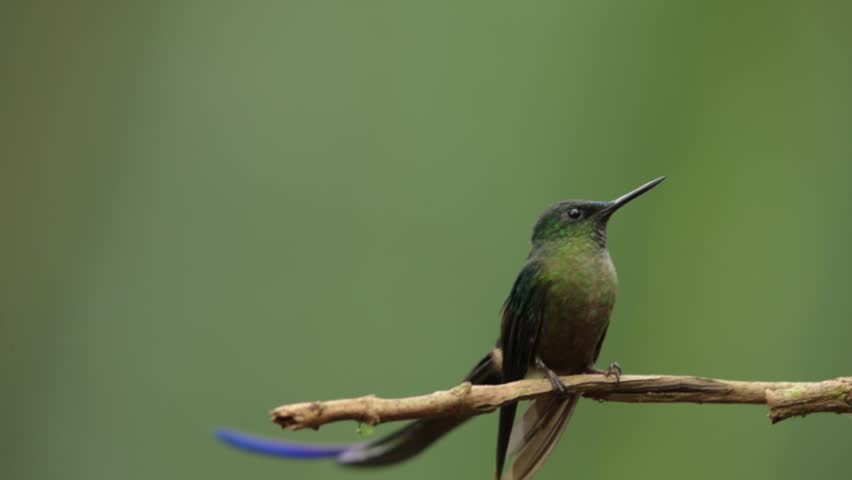 Very Colorful Unusual Hummingbird Violet-tailed Stock Footage Video ...
