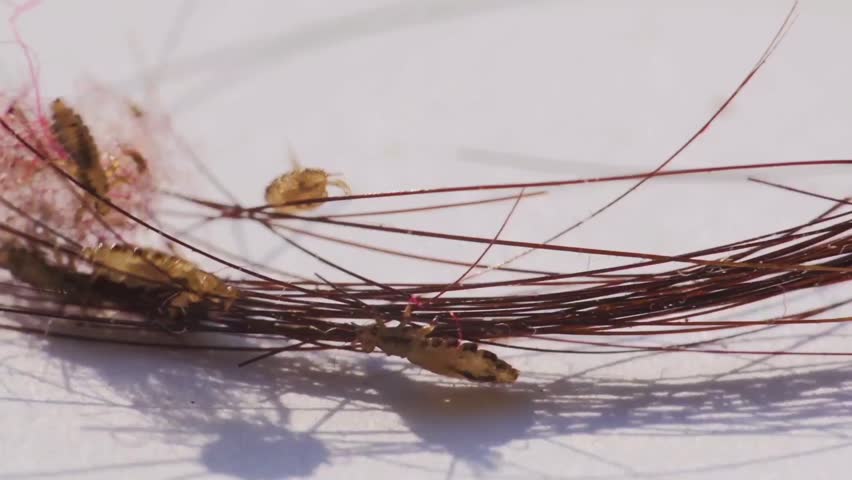 Wingless Insects Stock Video Footage - 4K and HD Video Clips | Shutterstock