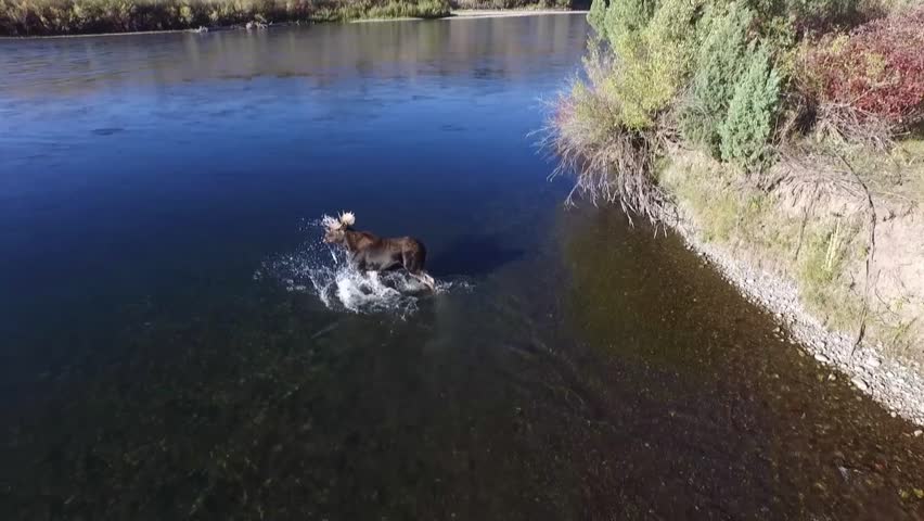 Deer Waterfall Stock Video Footage - 4K and HD Video Clips | Shutterstock