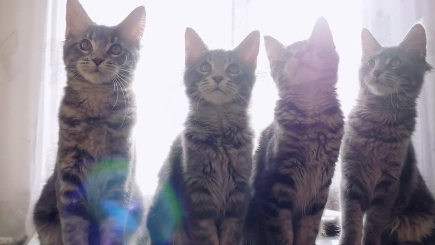 los gatos cómicos de maine mueven: video de stock (totalmente libre de ...