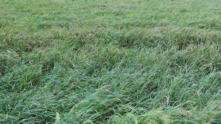 field grass blowing wind Stock Footage Video (100% Royalty-free ...