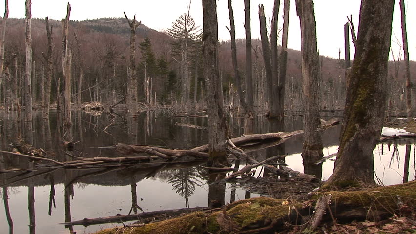 dead trees stick out swamp upstate Stock Footage Video (100% Royalty ...