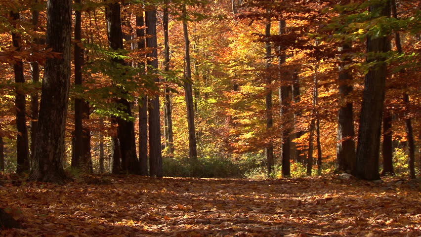 colorful leaves fall down tall trees Stock Footage Video (100% Royalty ...