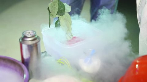 Flower Red Rose Frozen Liquid Nitrogen Stock Footage Video (100% ...