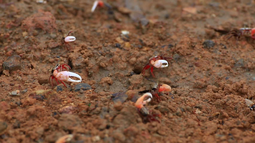 fiddler crab emerges burrow flood plain Stock Footage Video (100% ...