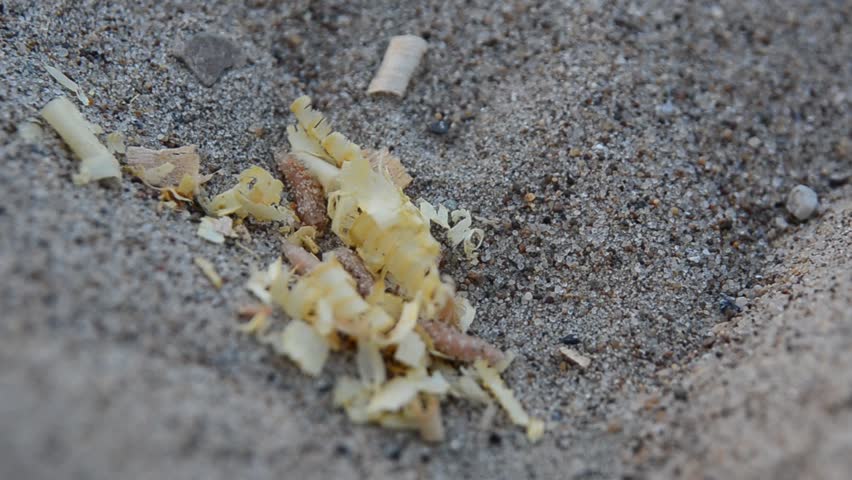 Maggots Climb On the Sand. Stock Footage Video (100% Royalty-free ...