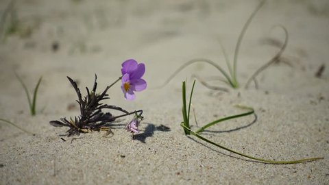 Small Flower Growing On Sand Dunes Stock Footage Video (100% Royalty ...