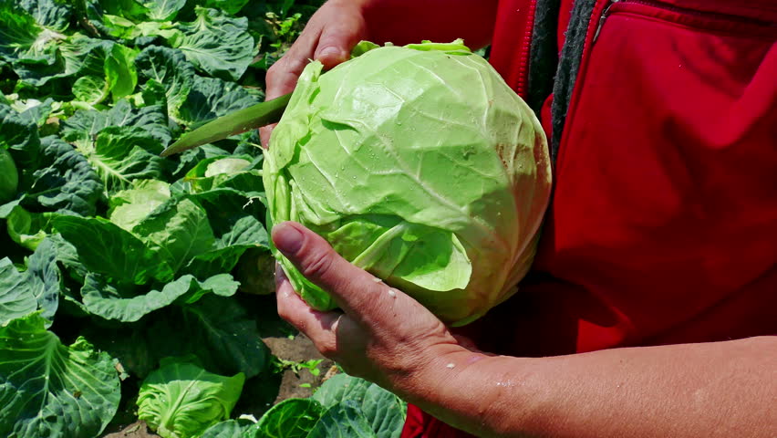 Workers Clean the Cabbage and Stock Footage Video (100% Royalty-free ...