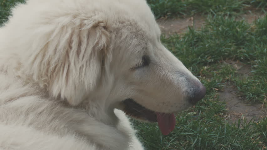 very rare type serbian shepherd dog Stock Footage Video (100% Royalty ...