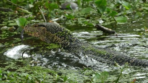 Monitor Lizard Swimming By Green Water Stock Footage Video (100% ...