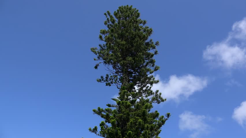 Awl Shaped Leaves Stock Video Footage - 4K and HD Video Clips ...