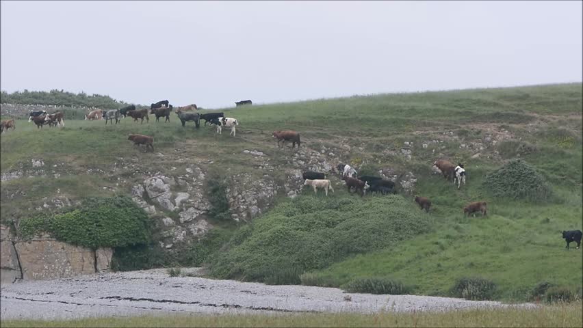 Herd of Cows Climbing Rocky Stock Footage Video (100% Royalty-free ...