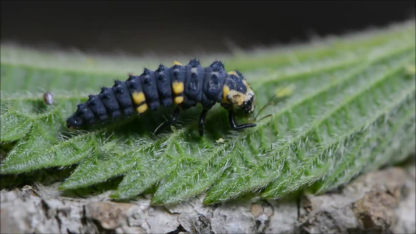 Ladybird Larvae Stock Video Footage - 4K and HD Video Clips | Shutterstock
