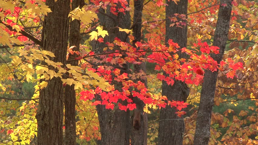 Multi-colored Leaves On Various Trees Stock Footage Video (100% Royalty ...