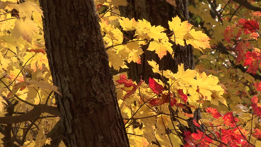 multi-colored leaves on various trees Stock Footage Video (100% Royalty ...