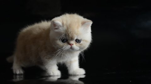 Red Exotic Shorthair Kitten Stock Footage Video (100% Royalty-free ...