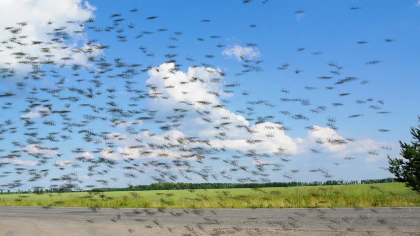 locusts swarm flying field locust across Stock Footage Video (100% ...