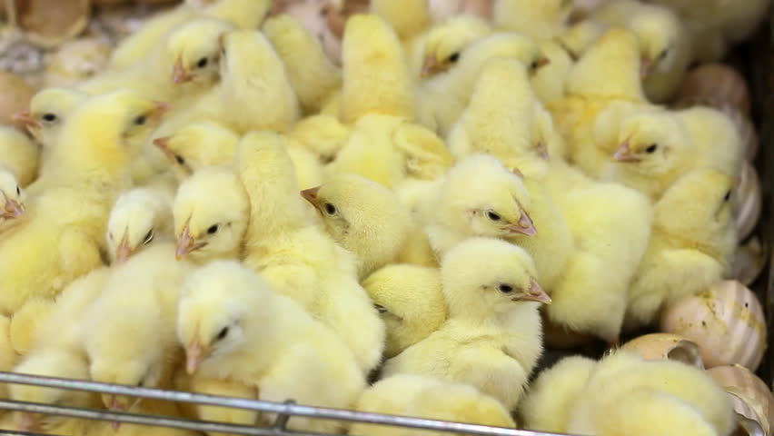 baby chicken small very beautiful on Stock Footage Video (100% Royalty ...