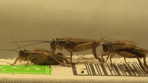 Breeding Cow Grazing Cattle Animal Husbandry Stock Vector (Royalty Free ...