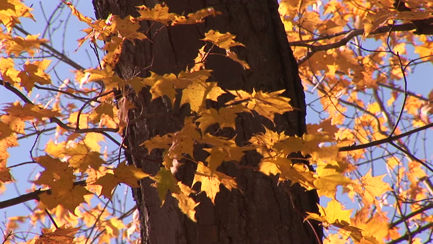 golden leaves rustle on tree against Stock Footage Video (100% Royalty ...