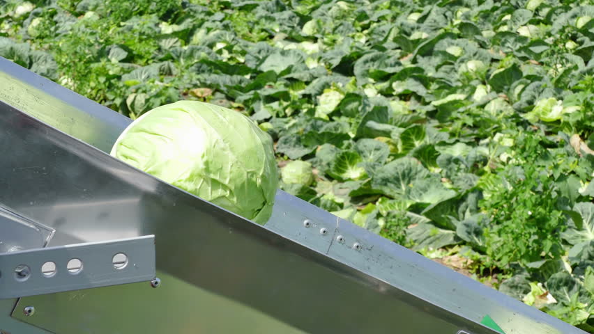 Workers Clean the Cabbage and Stock Footage Video (100% Royalty-free ...