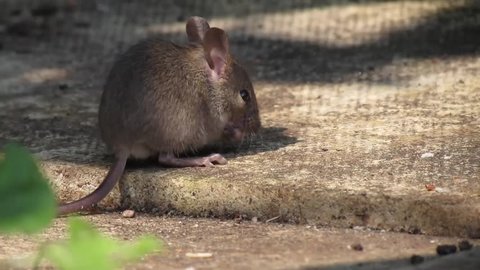 Mouse Feeding On Concrete Slab Town Stock Footage Video (100% Royalty ...