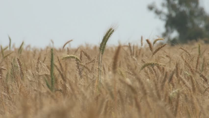 Wheat Field in Israel Ungraded Stock Footage Video (100% Royalty-free ...