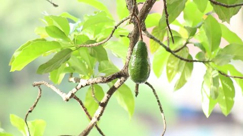 Aguacate Tree En El Arbol Stock Footage Video (100% Royalty-free ...