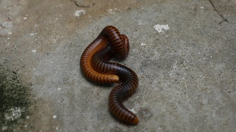 31 Millipede Reproduction Stock Video Footage - 4K and HD Video Clips ...