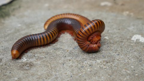 31 Millipede Reproduction Stock Video Footage - 4K and HD Video Clips ...