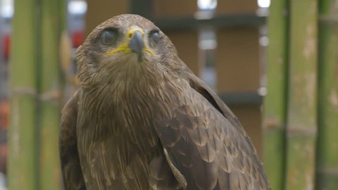 4k Black Kite Hawk Close Stock Footage Video (100% Royalty-free ...