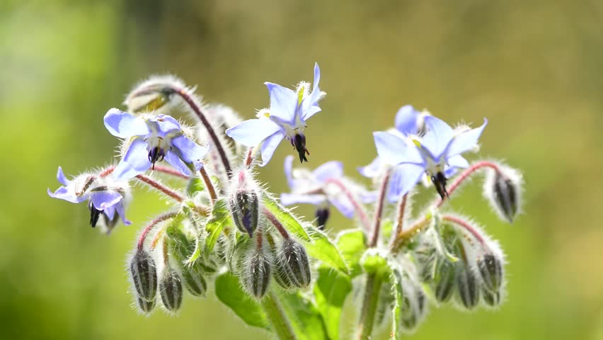 Borage Borago Officinalis Flower Spice Medicinal Stock Footage Video ...
