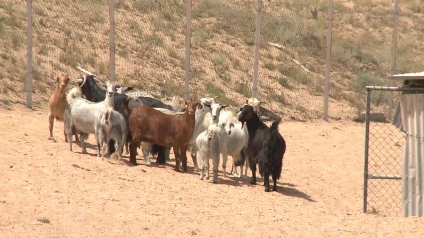 Uae Farm Animals: Goats. Long Stock Footage Video (100% Royalty-free ...