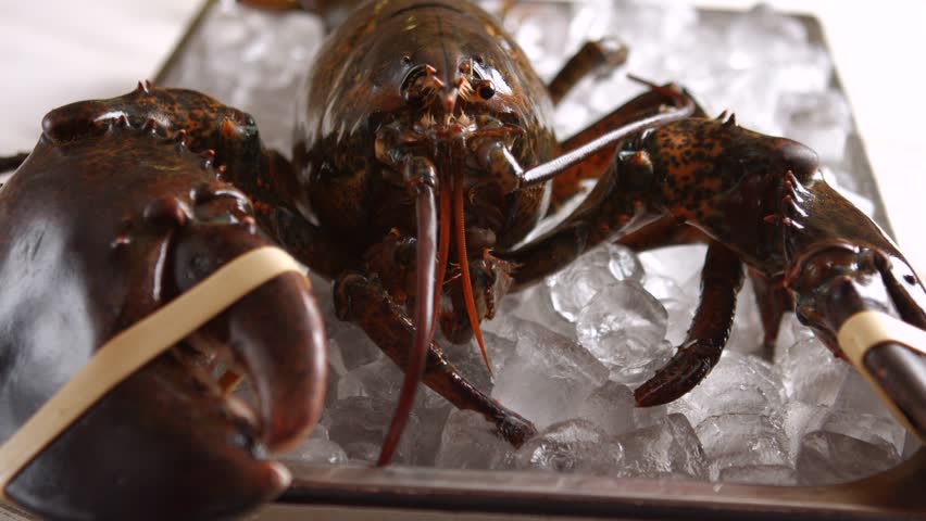 Lobster Moving His Mouth. Live Stock Footage Video (100% Royalty-free ...
