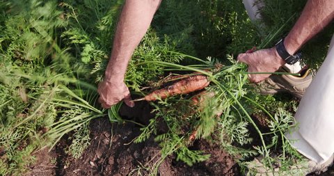 4k Farmer Digging Fresh Carrots Field Stock Footage Video (100% Royalty ...