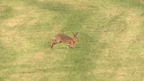 Black Backed Jackal Vultures Fighting Food Stock Footage Video (100% ...