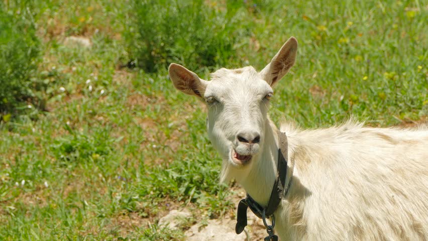 mountain goat chewing grass Stock Footage Video (100% Royalty-free ...