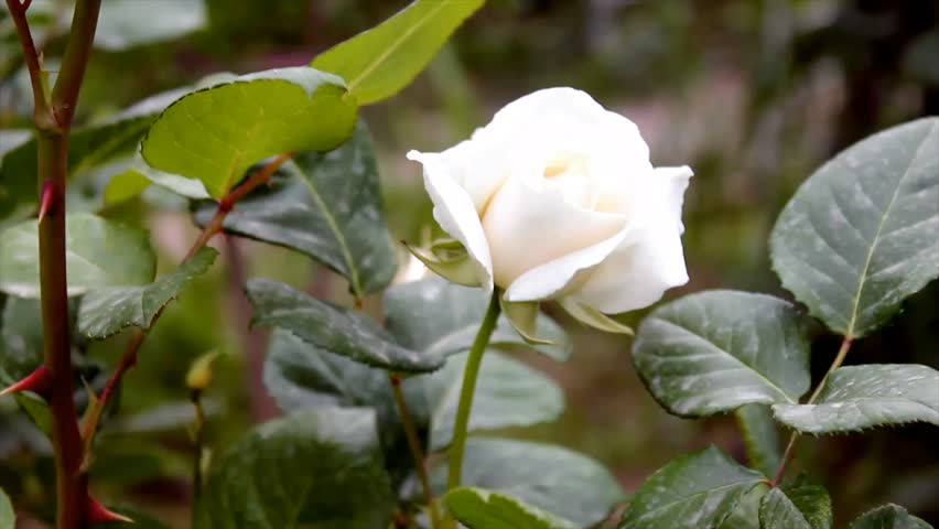 white rose tree big flower ultra Stock Footage Video (100% Royalty-free ...