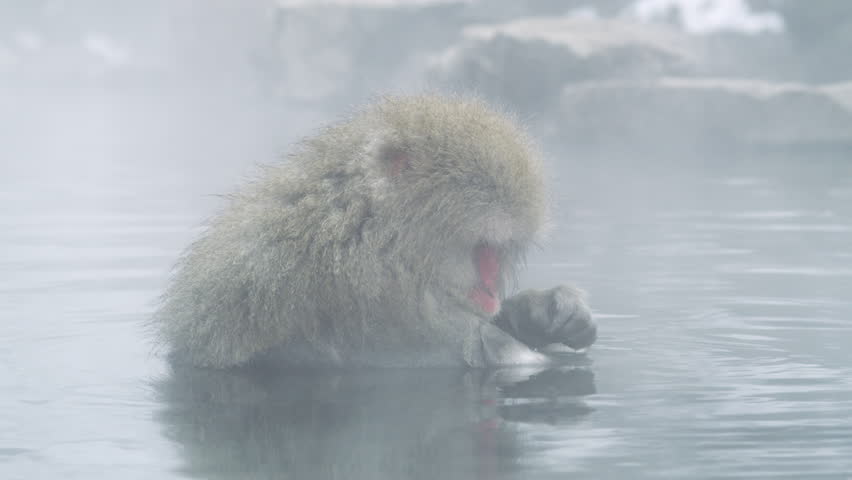 3903 Stock Video Footage - 4K and HD Video Clips | Shutterstock