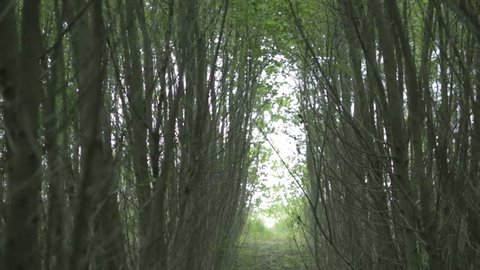 Japanese Fastgrowing Poplar Populus Nigra X Stock Footage Video (100% ...