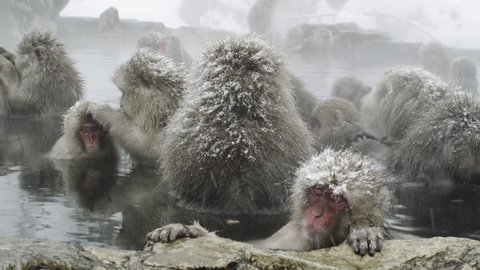 Japanese Macaque Snow Monkeys Enjoying Bath Stock Footage Video (100% ...