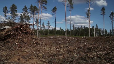 Moving Along Pine Forest Clear Cut Stock Footage Video (100% Royalty ...