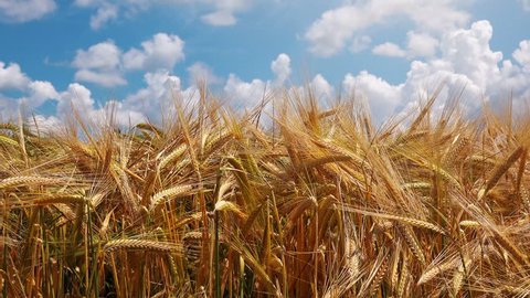 Cultivated Triticale Field Harvest Ready Cereal Stock Footage Video ...