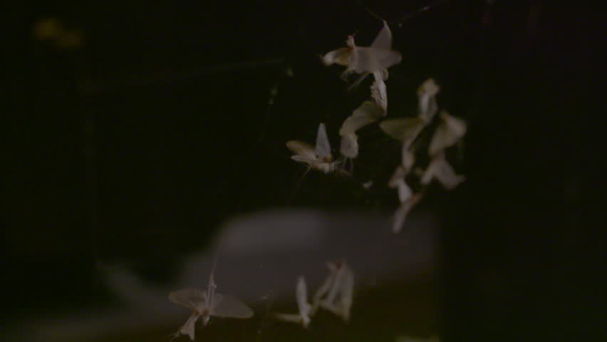 dead mayflies spider's web Stock Footage Video (100% Royalty-free ...